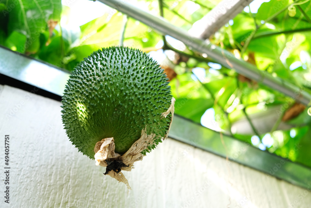 Cochinchin Gourd Gac, Momordica Cochinchinensis fruit on vine Stock ...