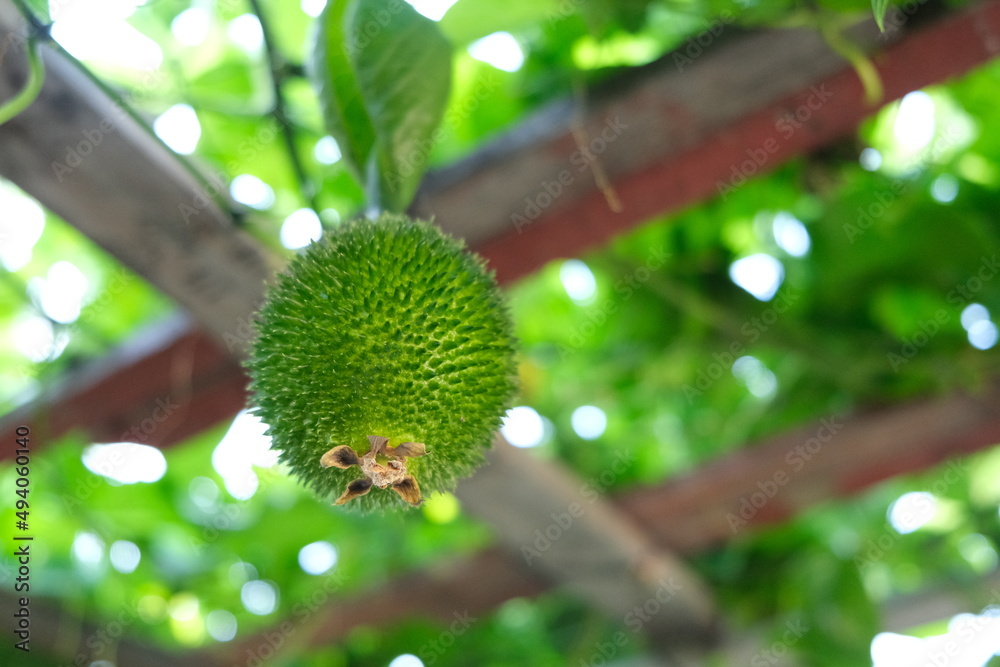 Cochinchin Gourd Gac, Momordica Cochinchinensis fruit on vine Stock ...