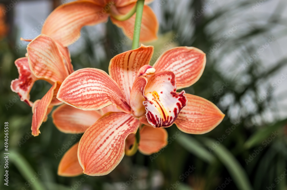 Boat Orchid (Cymbidium cv) in greenhouse Stock Photo | Adobe Stock