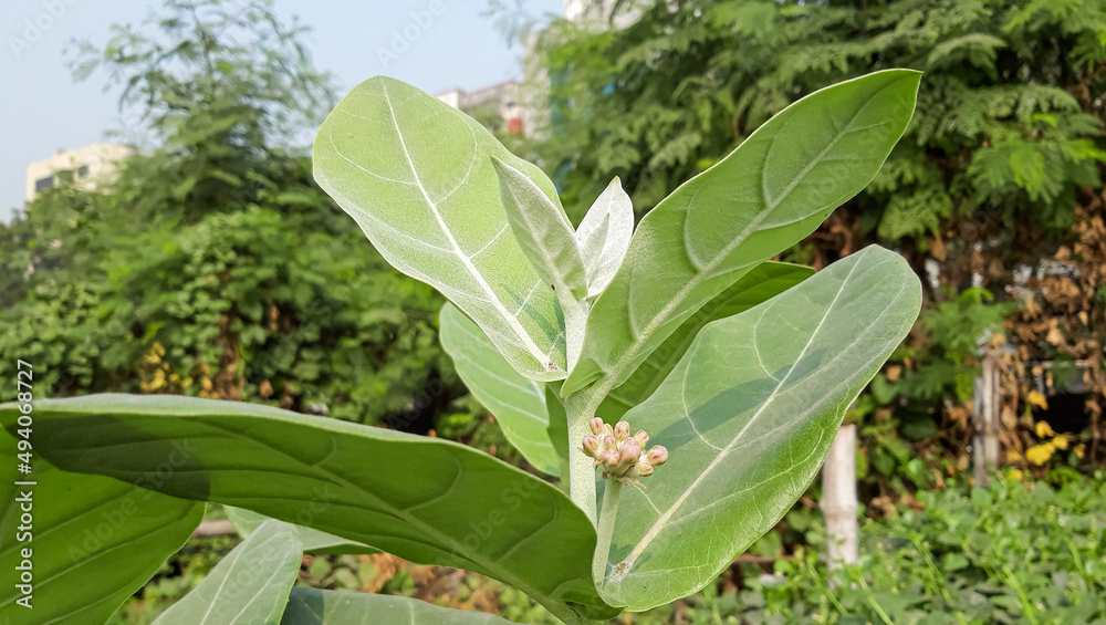 Akondo Leaf. Healing herbal - This is Giant Milkweed Tree . Calotropis ...
