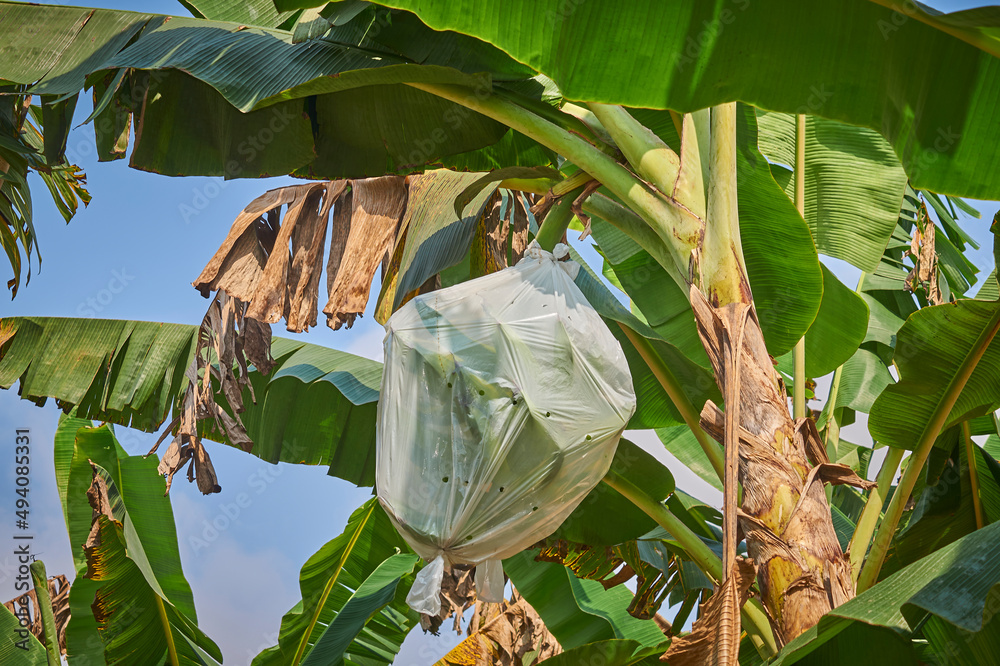 Foto de Plátano macho, cultivo orgánico de plátano en México, frutos ...