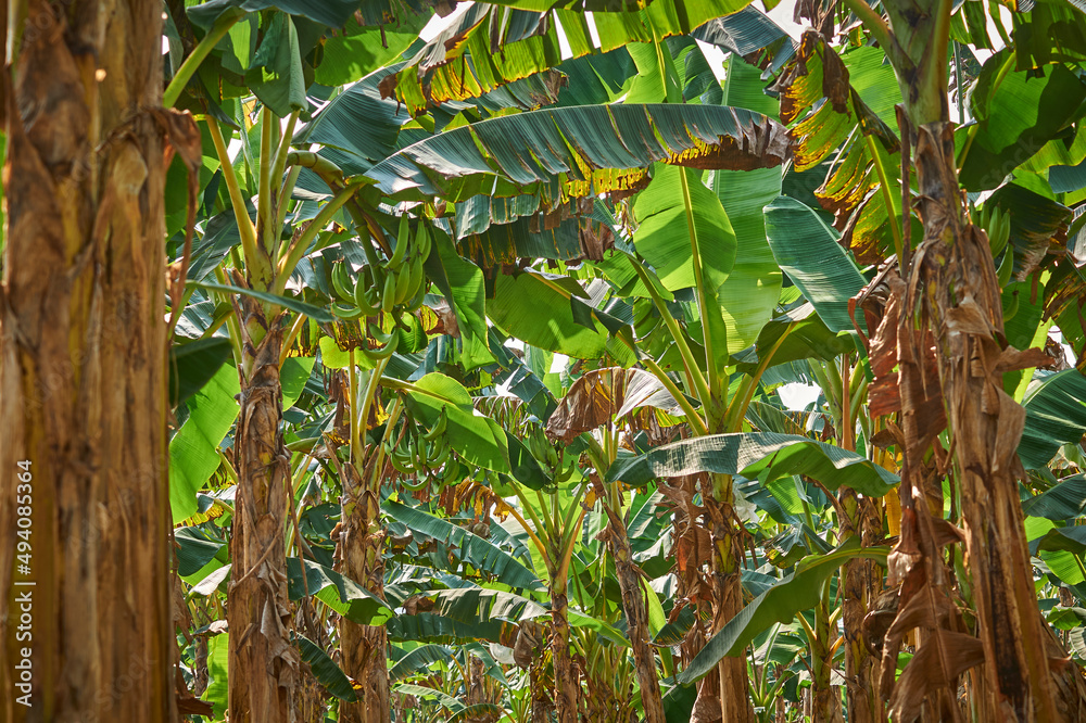 Plátano macho, cultivo orgánico de plátano en México, frutos embolsados ...