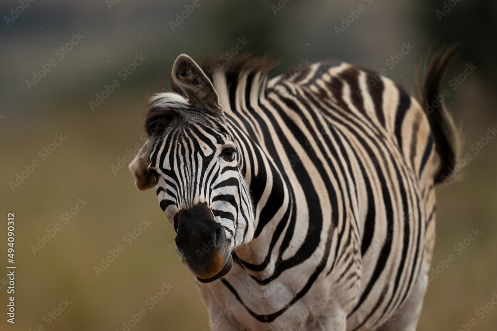 tame striped Zebra in the wild walking and shaking its head to fend off ...