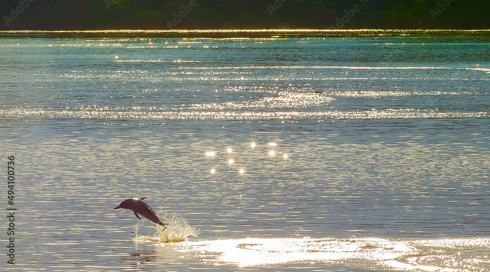 boto cor-de-rosa da amazonia Stock Photo | Adobe Stock