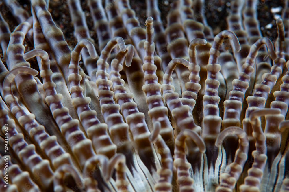 Detail of the intricate tentacles on a Beaded anemone, Heteractis ...