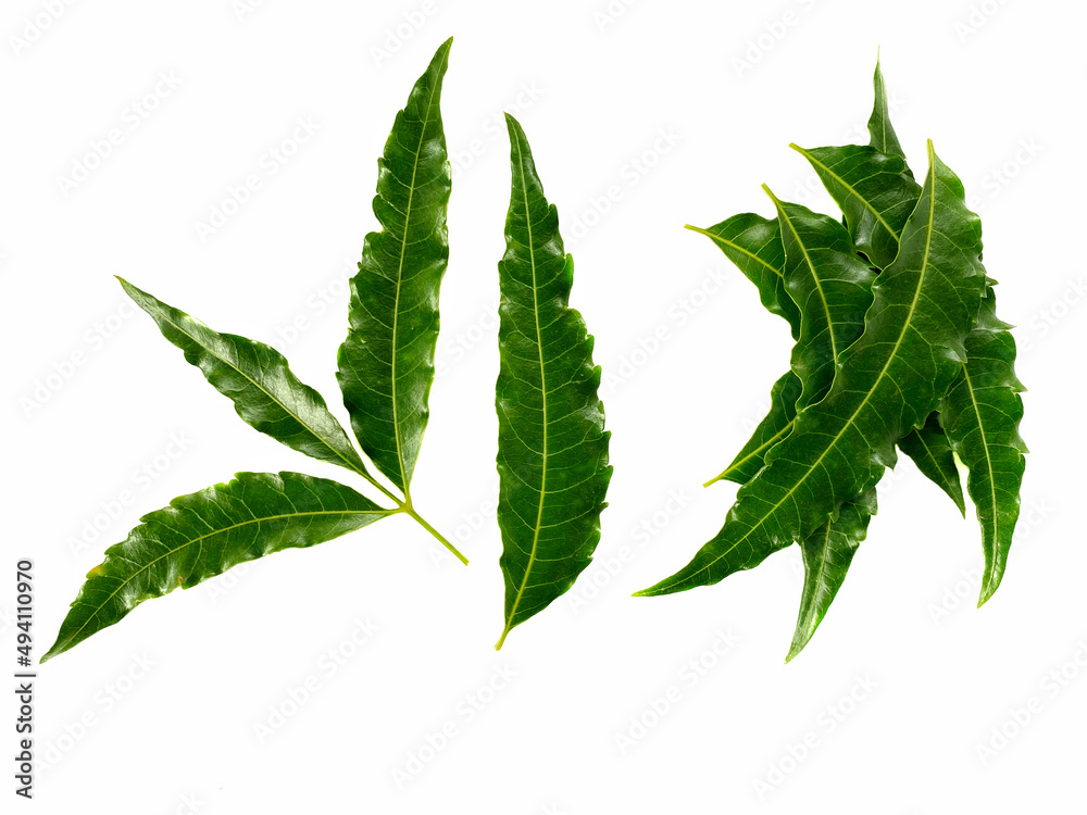 green neem leaf isolated on white Stock Photo | Adobe Stock