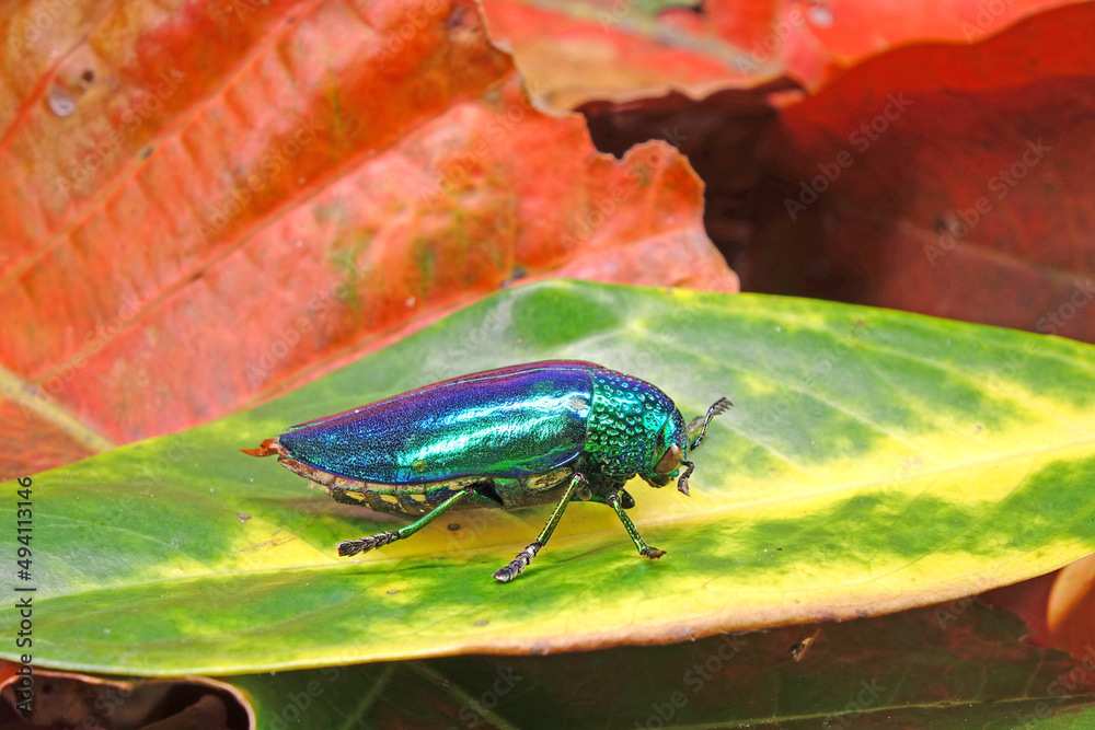 Colorful Beetles on leaves. Jewel beetles or metallic wood-boring ...
