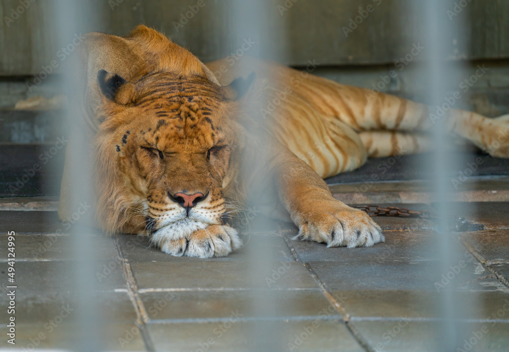Lazy Liger is sleeping in the zoo's cage, the front view of the Liger ...