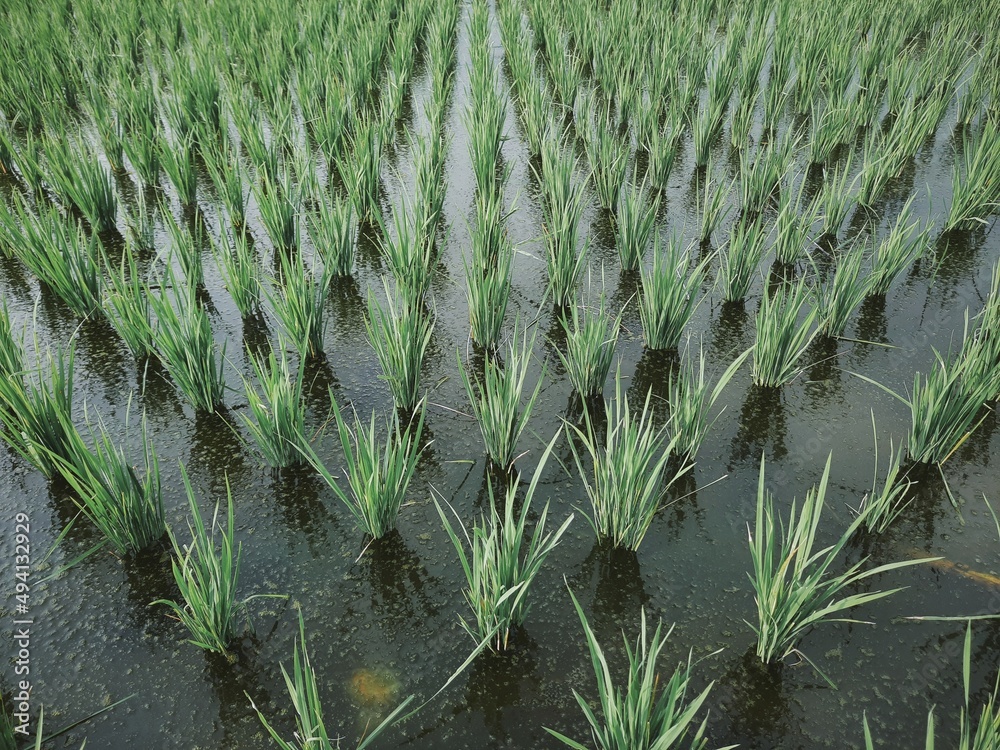 rice paddy field Stock Photo | Adobe Stock