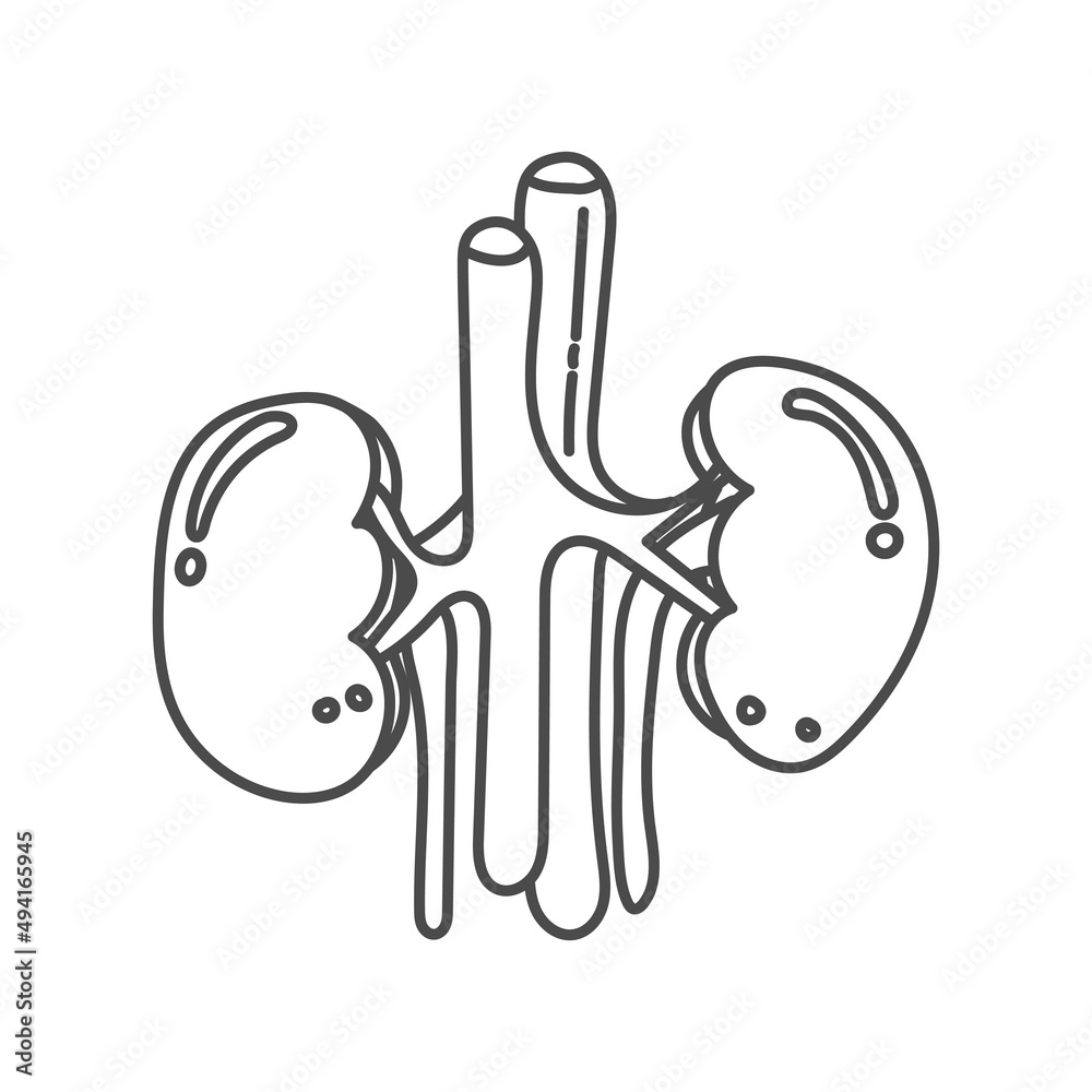 human kidney hand drawn illustration for educational purposes in ...