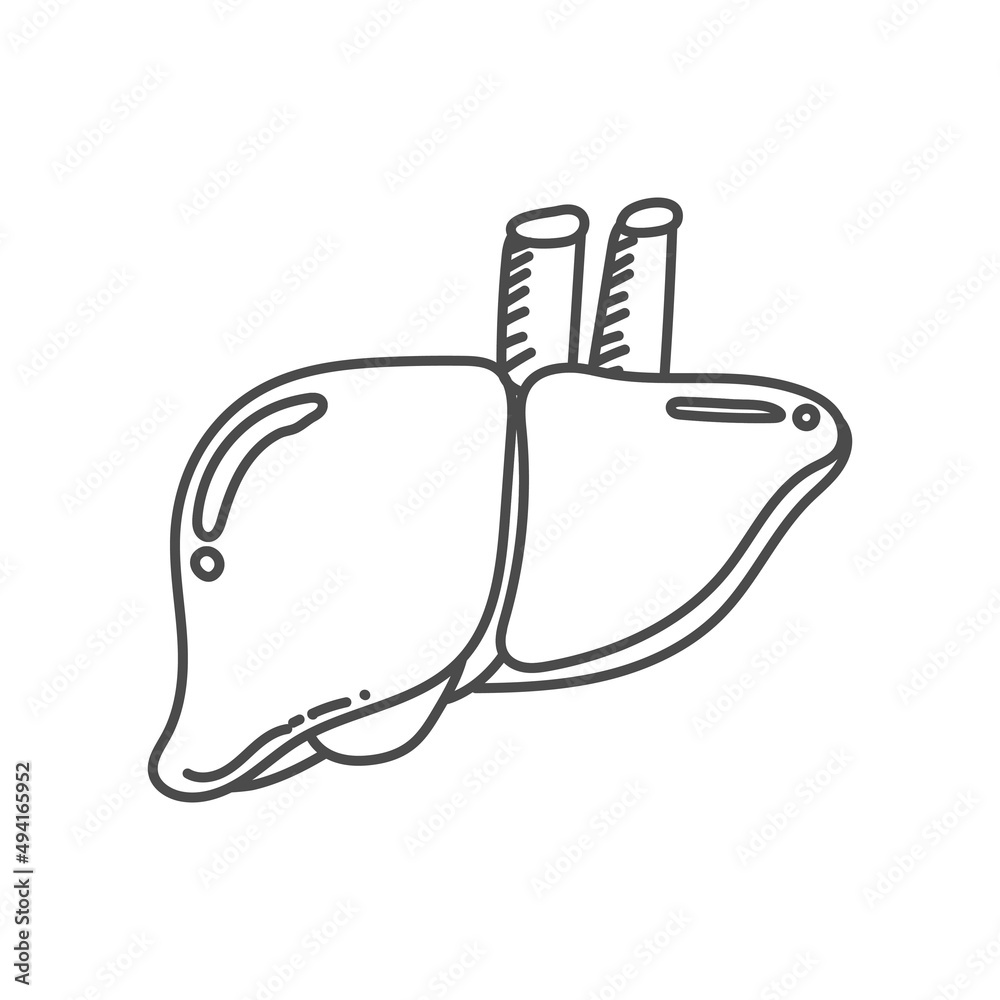 hand drawn illustration of human liver for educational purposes in ...