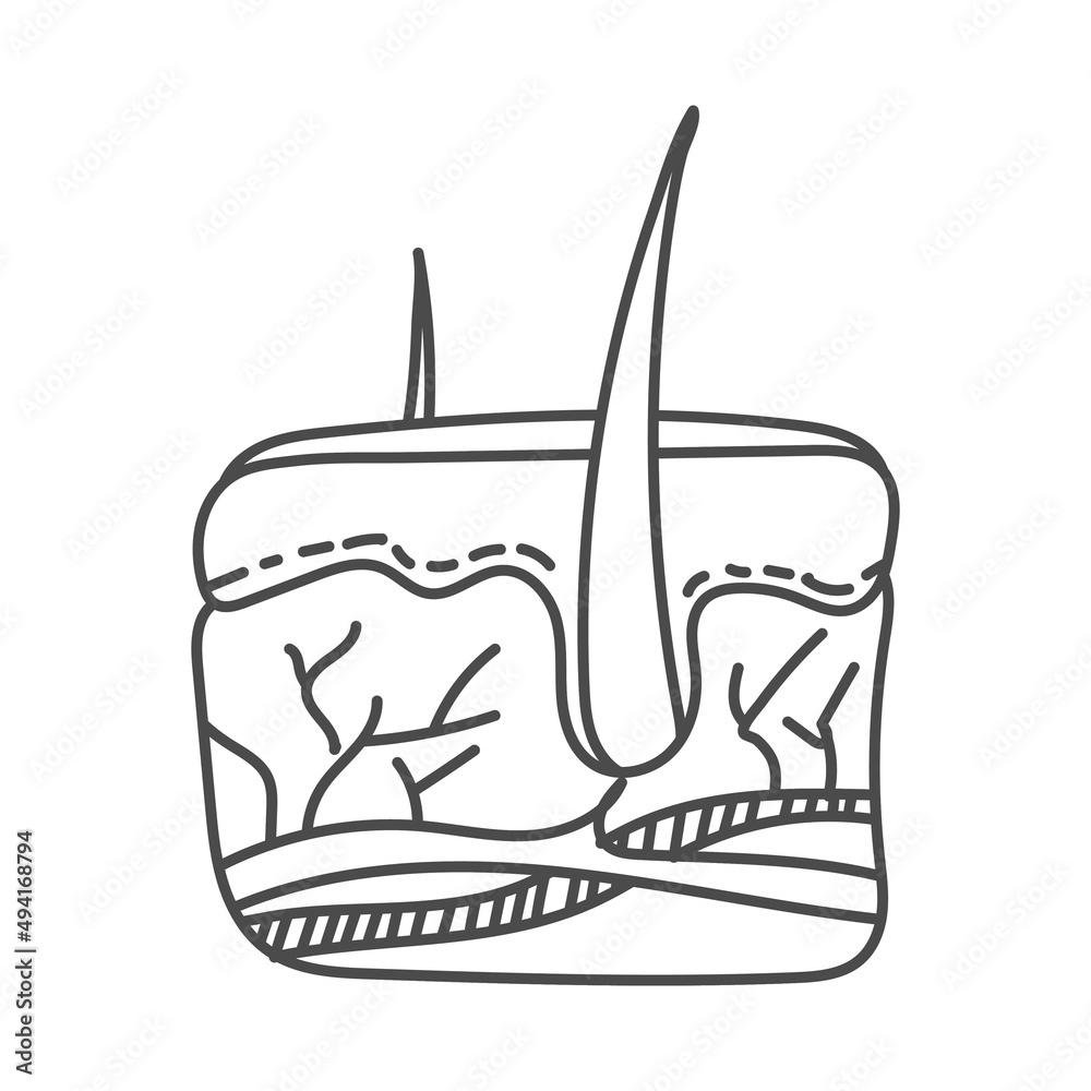 hand drawn illustration of human skin organ anatomy suitable for ...