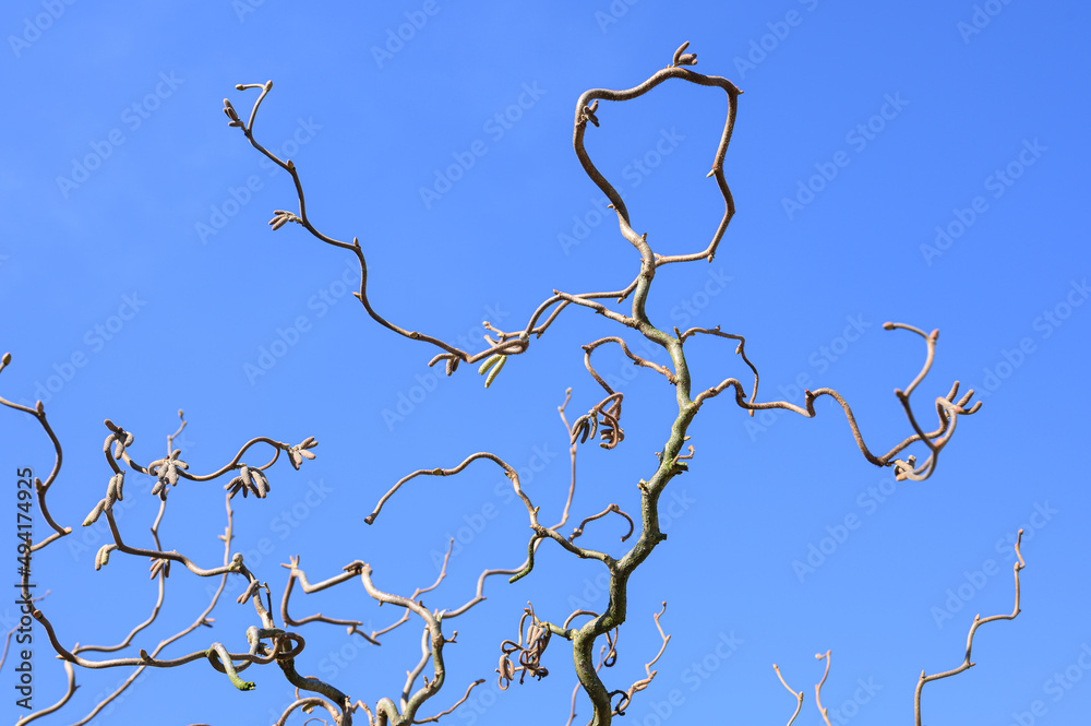 Contorta curly hazelnut is not an evergreen plant, but it also looks ...