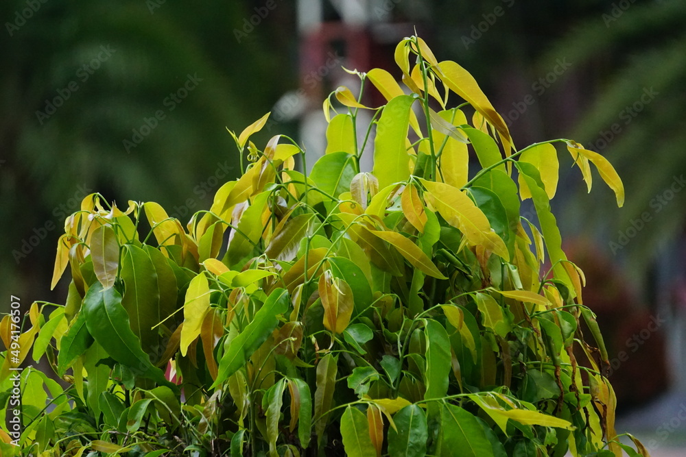 Polyalthia longifolia (glodokan, glodogan tiang ) with a natural ...