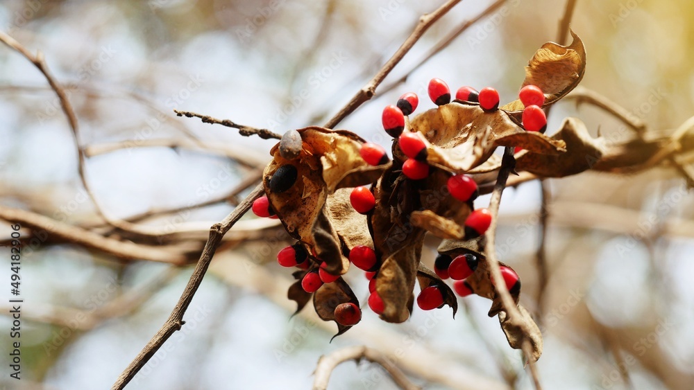 Abrus precatorius with a bright red ball, a small red seed that ...