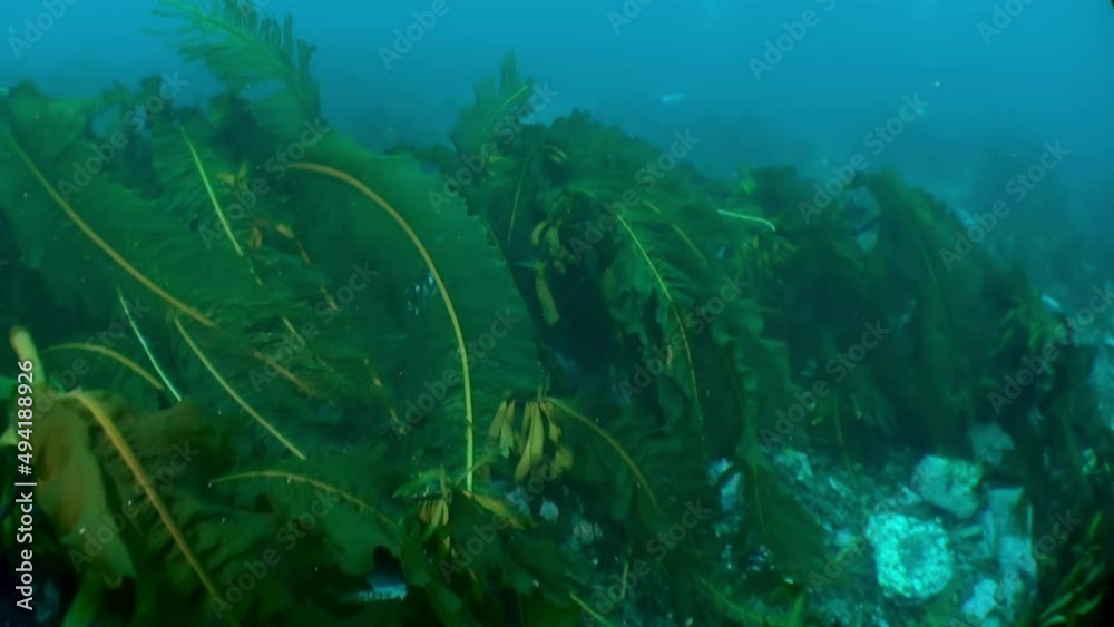 Underwater arctic landscape video in cold clear water of the Arctic ...