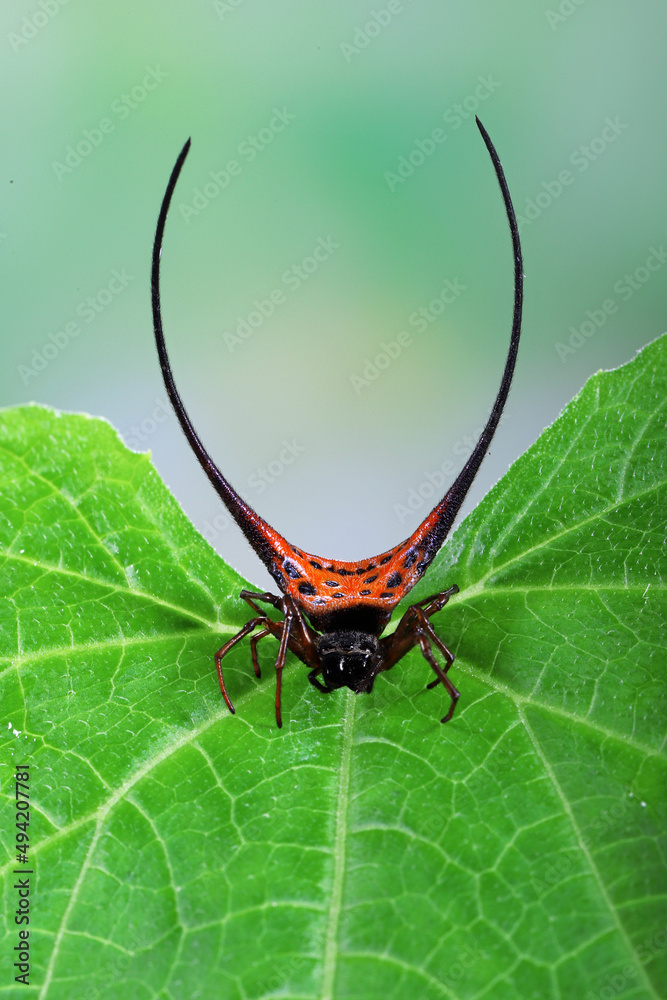 Buffalo Horn Spider (Macracantha arcuata) origin Indonesia is a rare ...