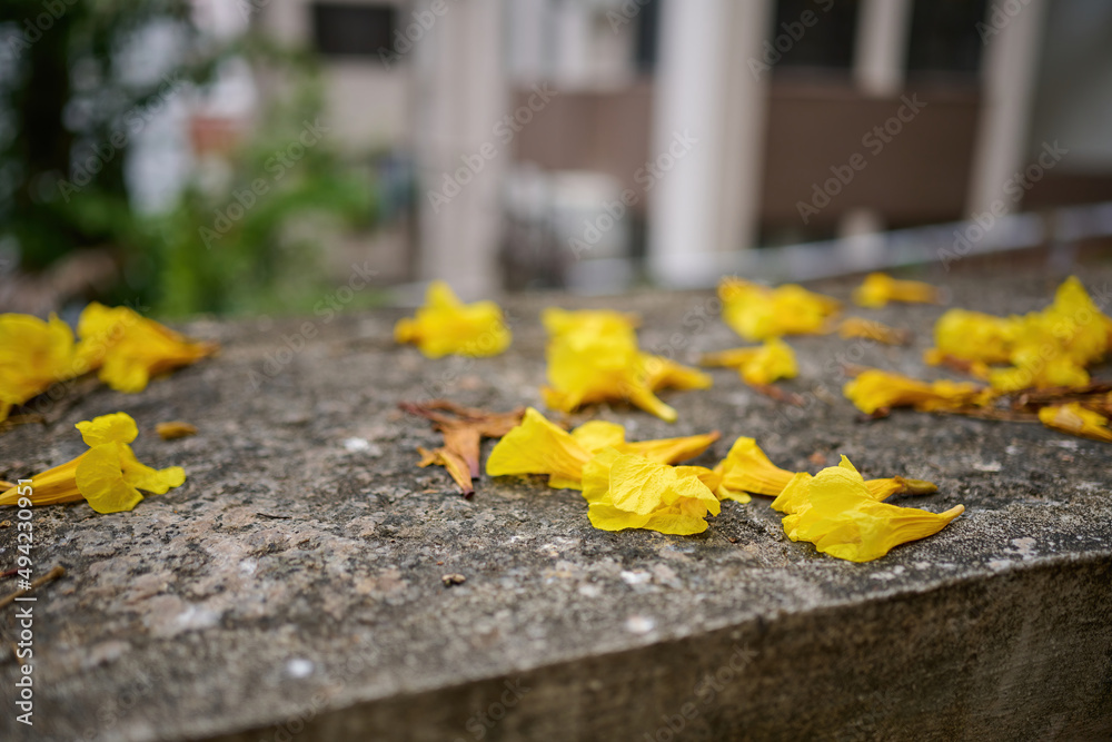 Blossom of golden trumpet tree (Handroanthus chrysotrichus) in Sheung ...
