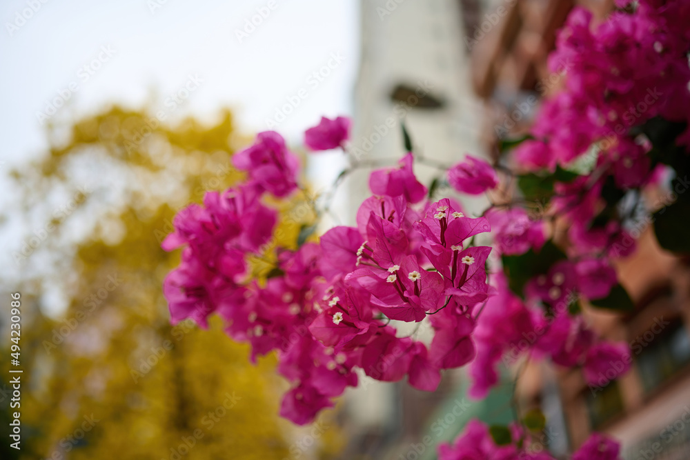 Blossom of rosy trumpet tree (Tabebuia rosea) in Sheung Wan, Hong Kong ...