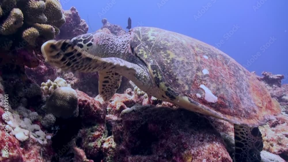 Sea tortoise turtle on background colorful corals underwater in sea of ...
