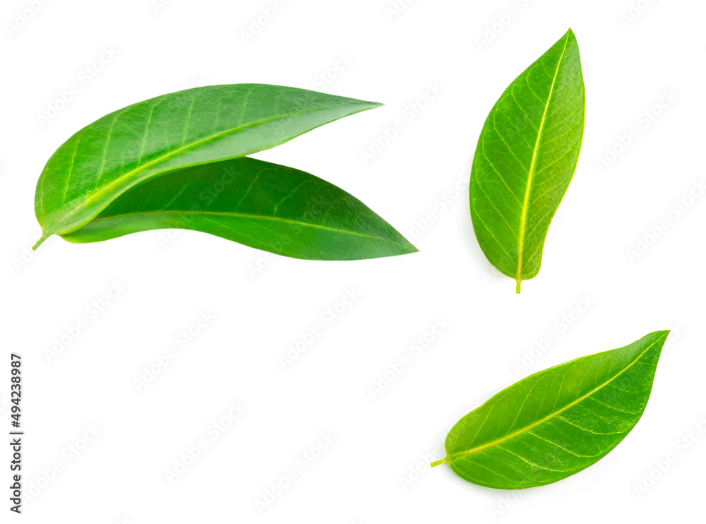 Green leaves isolated on white background, top view. Citrus leaf top ...
