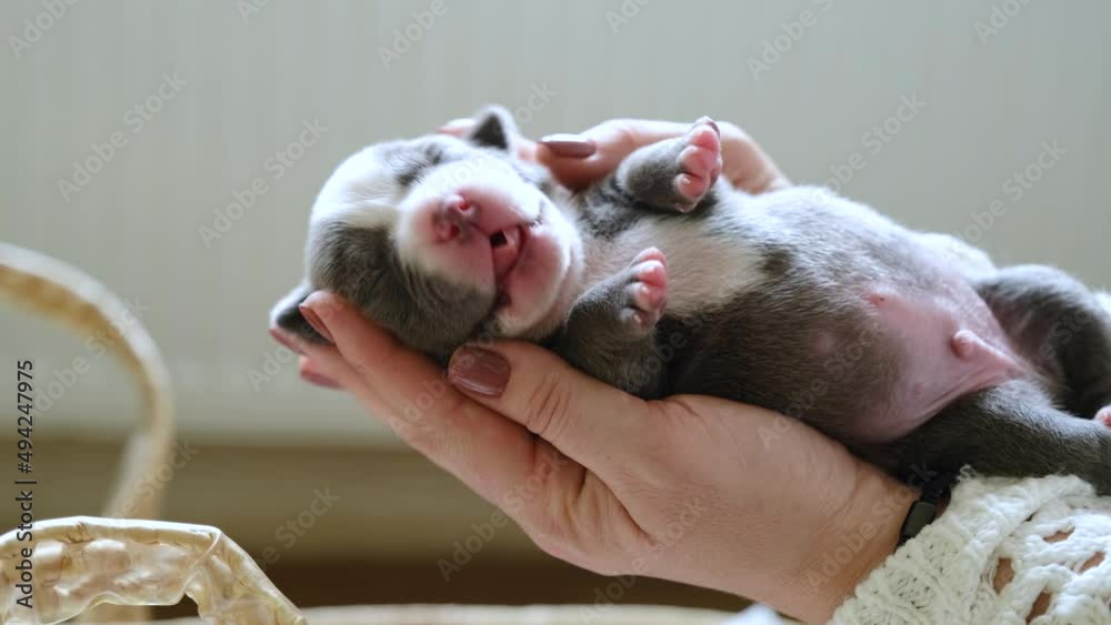 Raising American Bully Puppies. Sleeping in a wicker basket are several ...