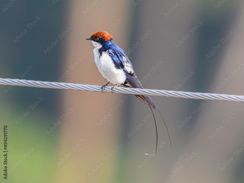 Wired tailed swallow sitting on a wire displacing his wire tail in a ...