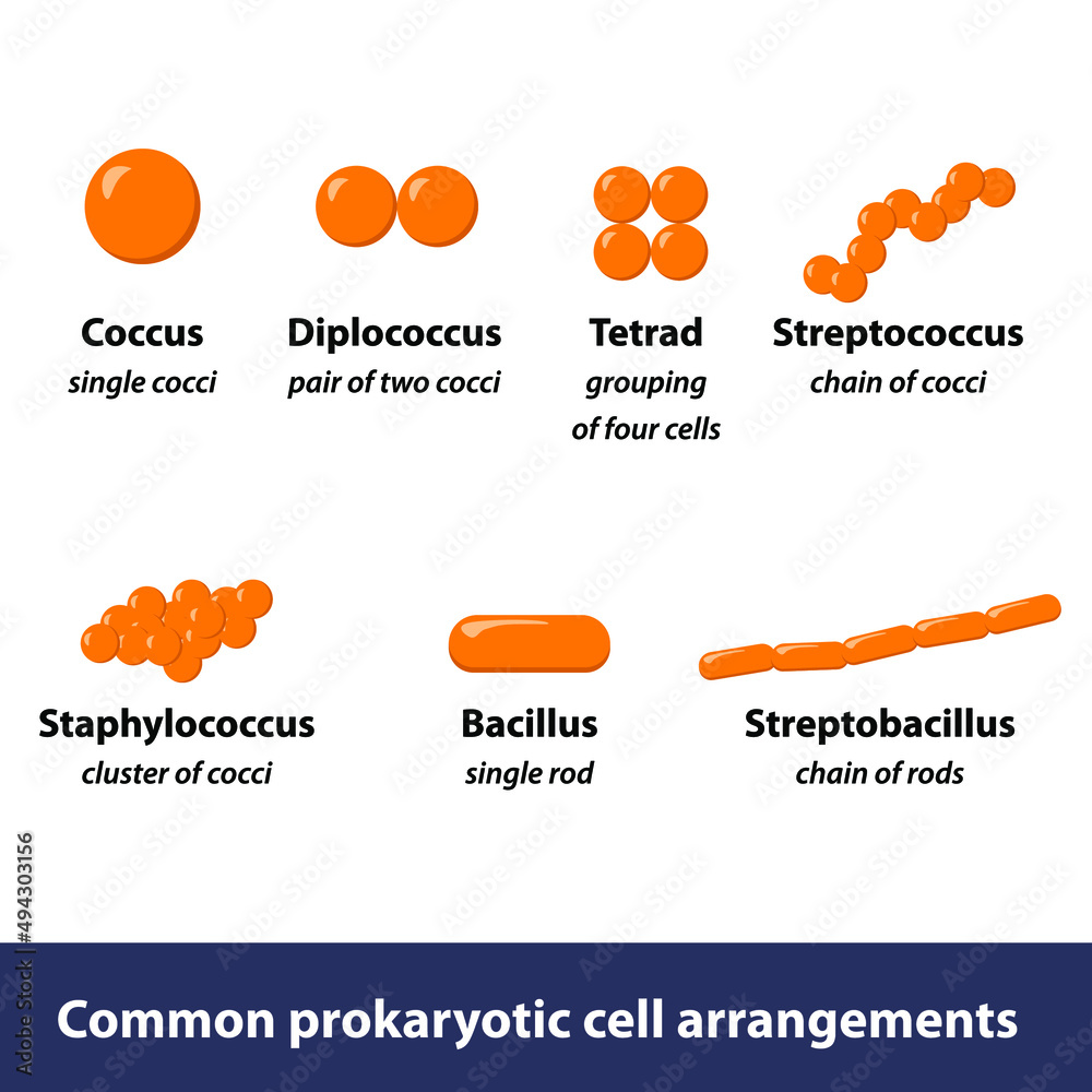 Poster Common prokaryotic cell arrangements – Wall Art | UkPosters