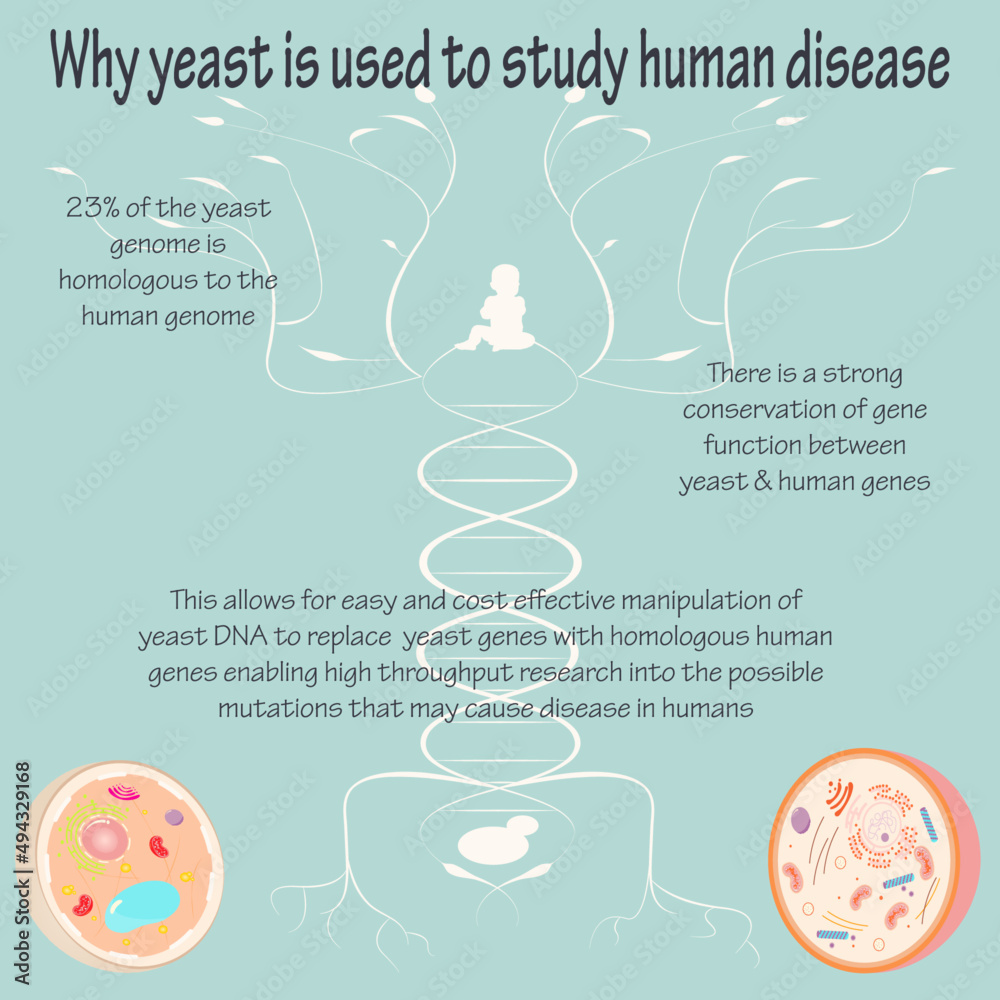 Yeast as a model organism for studying human disease Stock Vector ...