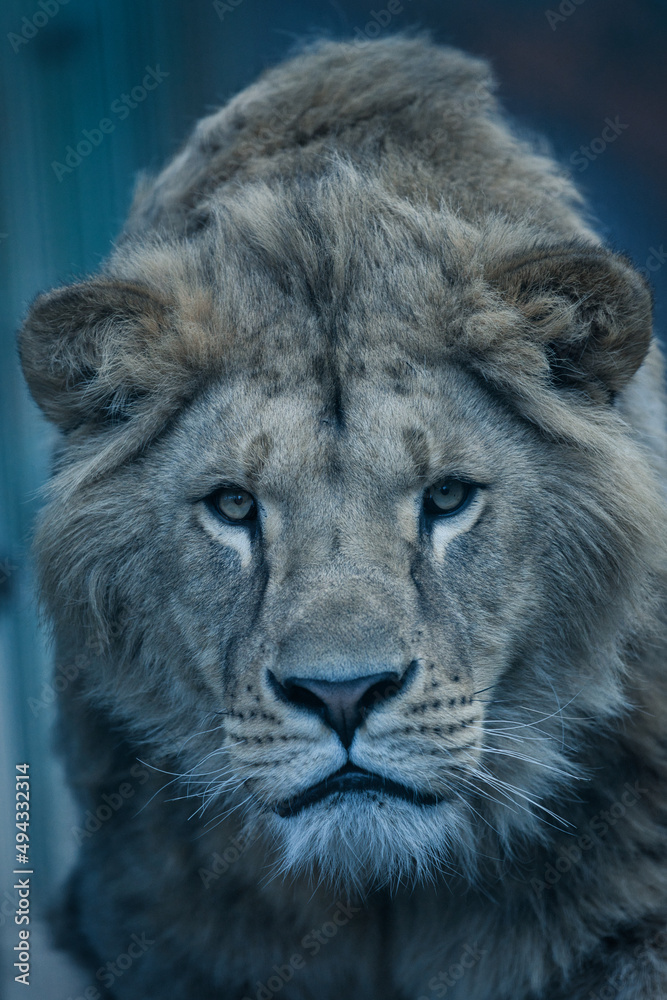 Furry lion with a vicious look in the wild Stock Photo | Adobe Stock
