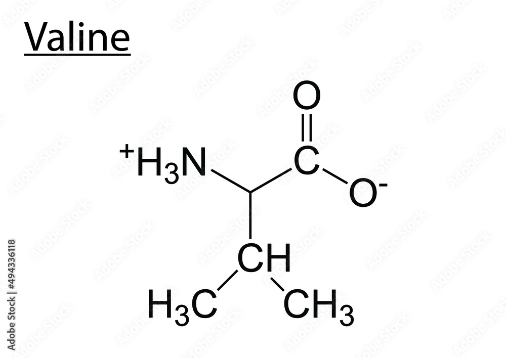Vector of the chemical structures of amino acid valine Stock Vector ...