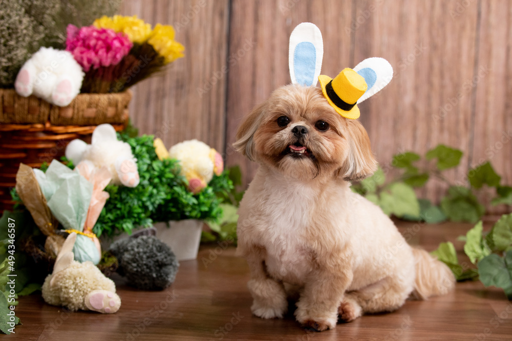 Easter-themed photoshoot of Shih Tzu dog with bunny ears and top hat ...