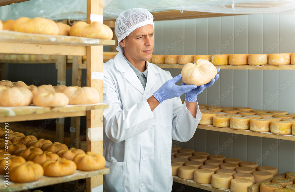 Professional cheese maker controlling maturing process of goat cheese ...
