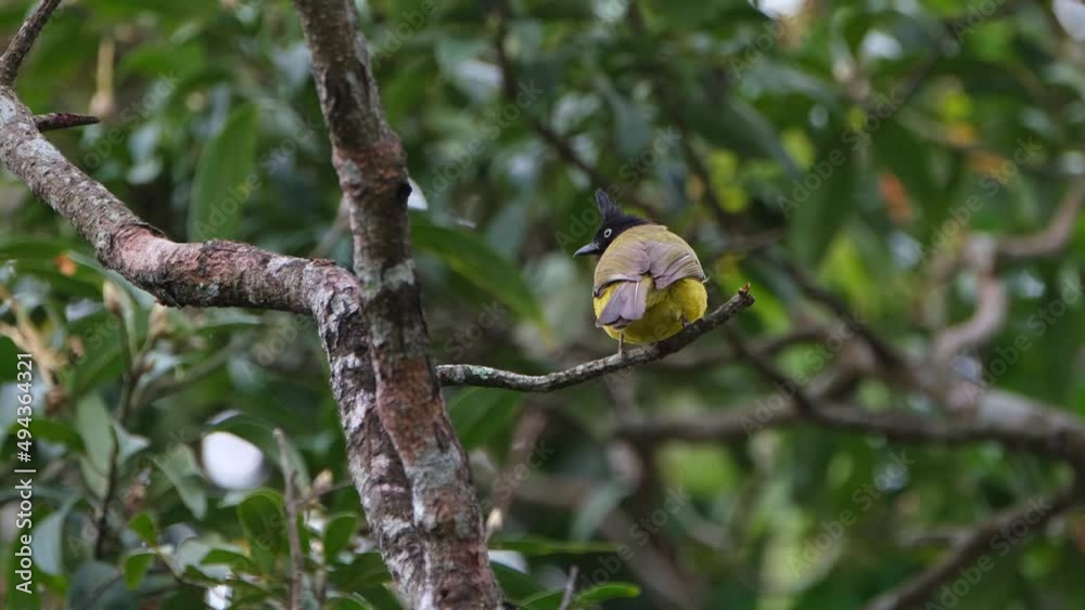 Seen from its back perch on a branch as the wind blows hard in the ...