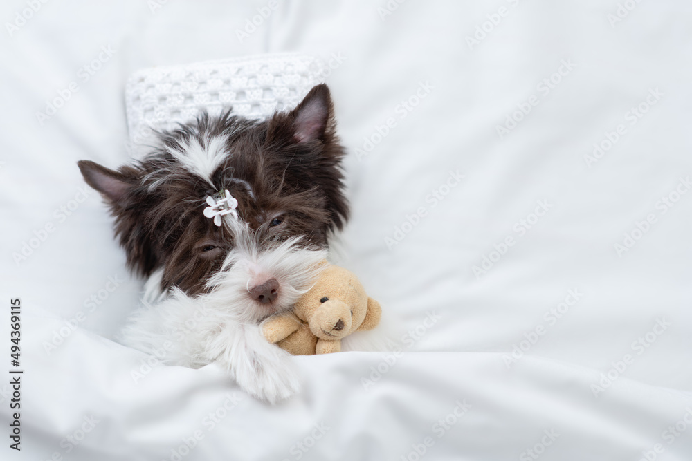 Young Biewer Yorkshire terrier puppy hugs favorite toy bear on a bed at ...
