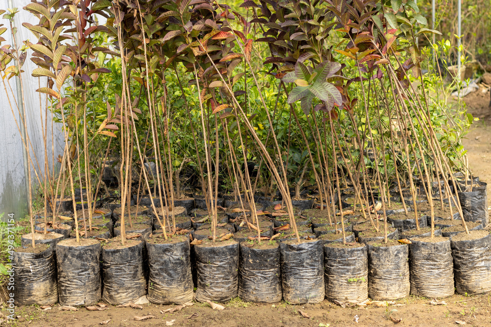 Seedlings of guava fruit tree in a plant nursery or greenhouse Stock ...