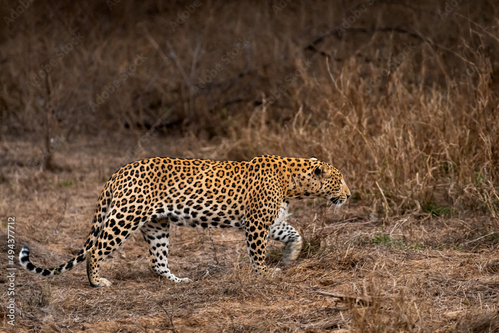 indian wild male leopard or panther side profile in rush during outdoor ...