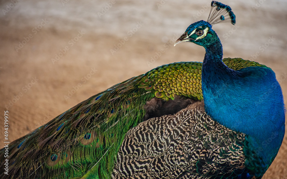 Pavo real con colores vivos en formato horizontal Stock Photo | Adobe Stock