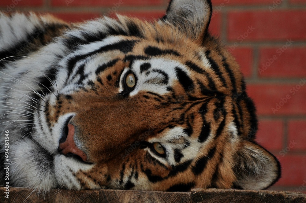 Animals are a traditionally (since the time of Aristotle) distinguished ...