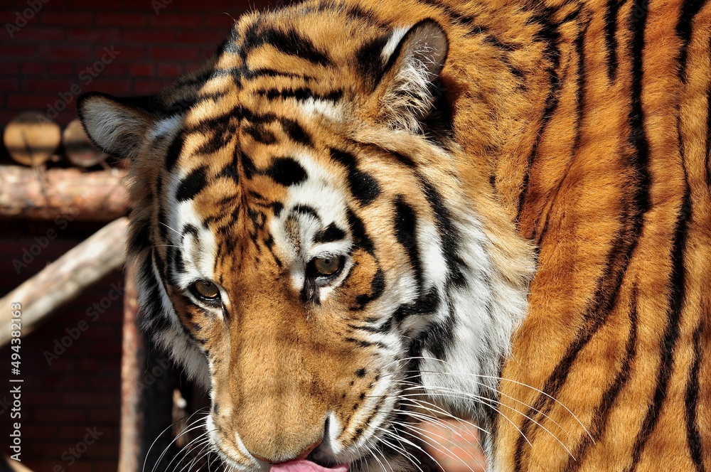 Animals are a traditionally (since the time of Aristotle) distinguished ...