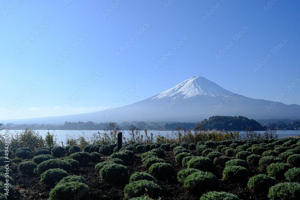 Beautiful mountain Fuji with snow and green kokia garden with clear sky ...