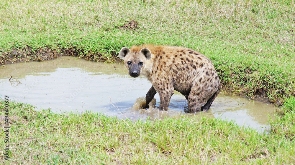 The spotted hyena is refreshed in a pond on a hot African day in the ...