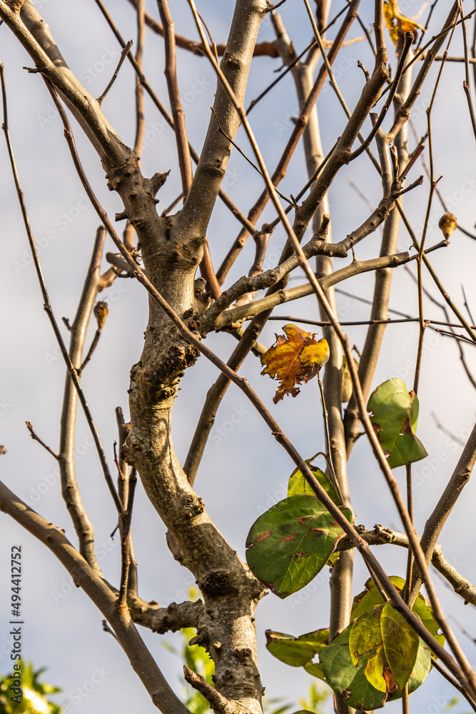 Conjunto de hojas en las ramas de un árbol Stock Photo | Adobe Stock