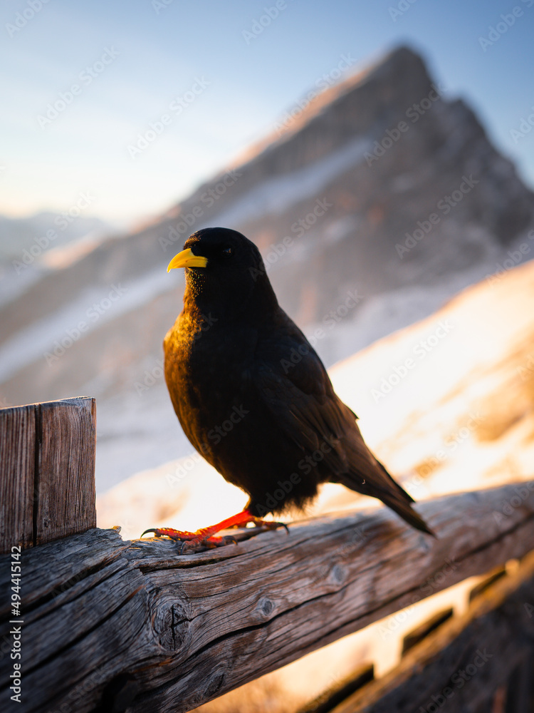 Foto de Photo of a single Alpine chough (Pyrrhocorax graculus ...
