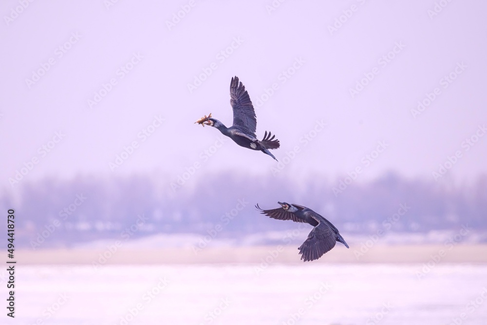 Pair of the Japanese cormorants (Phalacrocorax capillatus) flying with ...