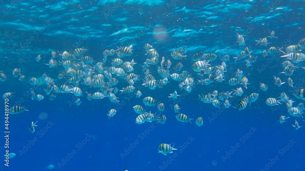 Tropical fishes of various species feeds in the surface water rich in ...