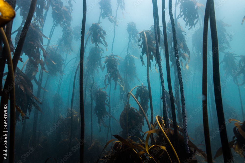 Kelp forest underwater in Cape Town with blue foggy water and tall kelp ...