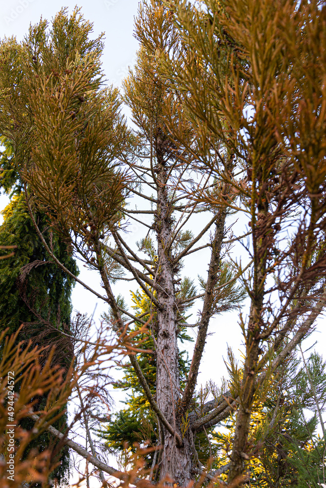 Ashe Juniper Juniperus ashei tree in nature Stock Photo | Adobe Stock