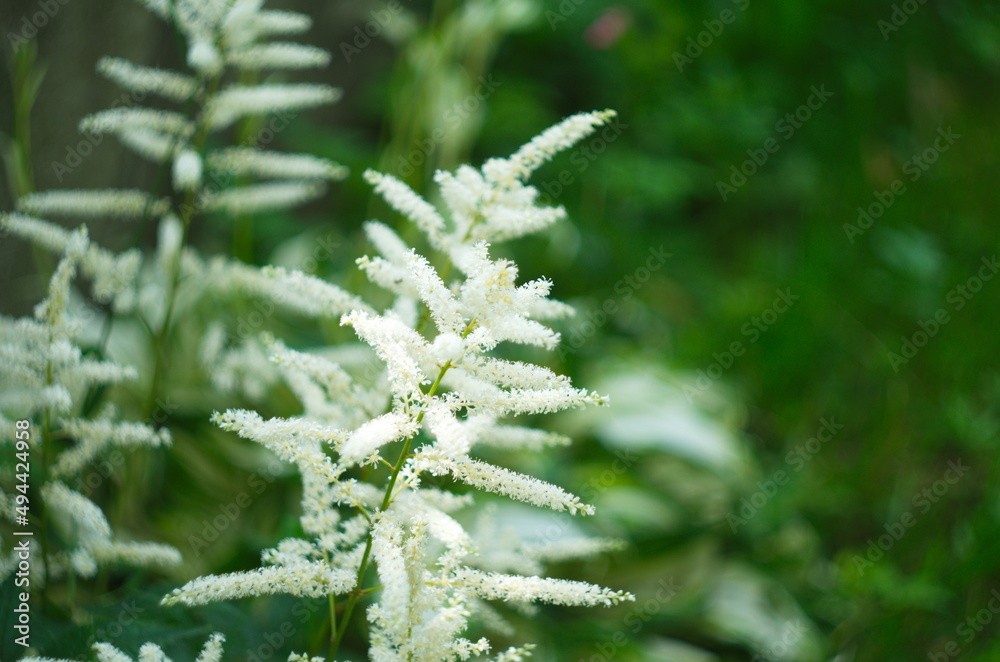 Poster astilbe flowers growing in a garden – Wall Art | UkPosters
