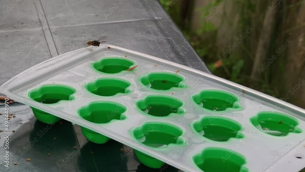 Wasps fly over the syrup mold. On a garden green table stands a plastic ...